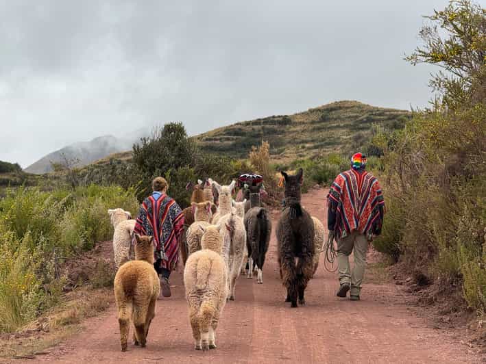Cuzco: Nature walk with alpacas and llamas. | GetYourGuide