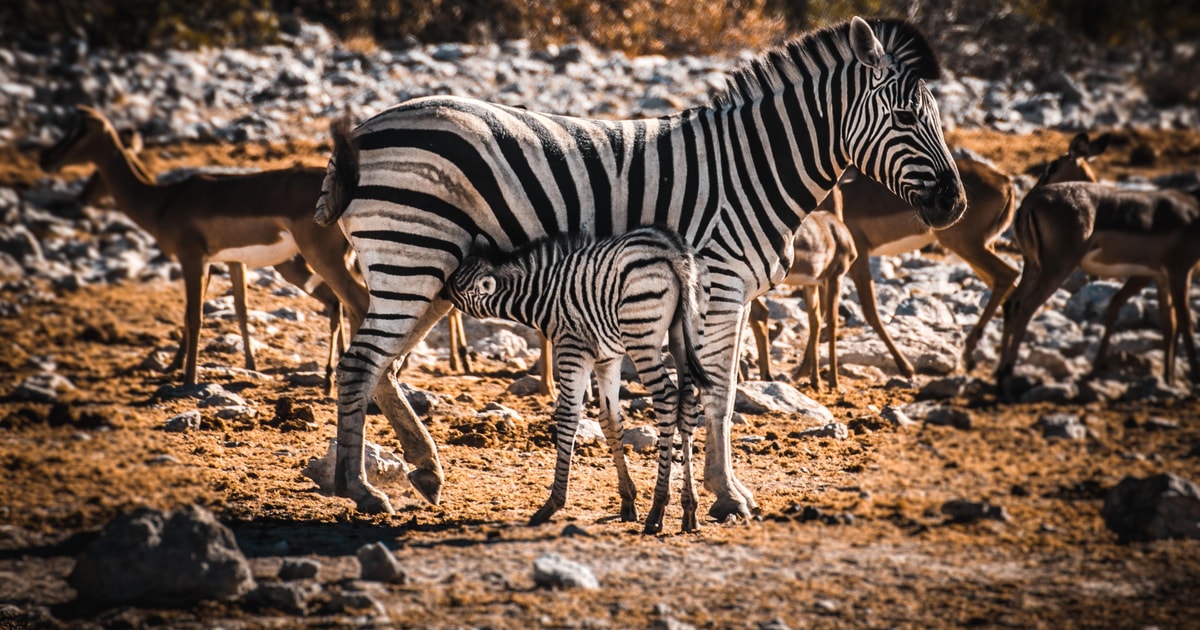 3 days Masai Mara group joining safari | GetYourGuide