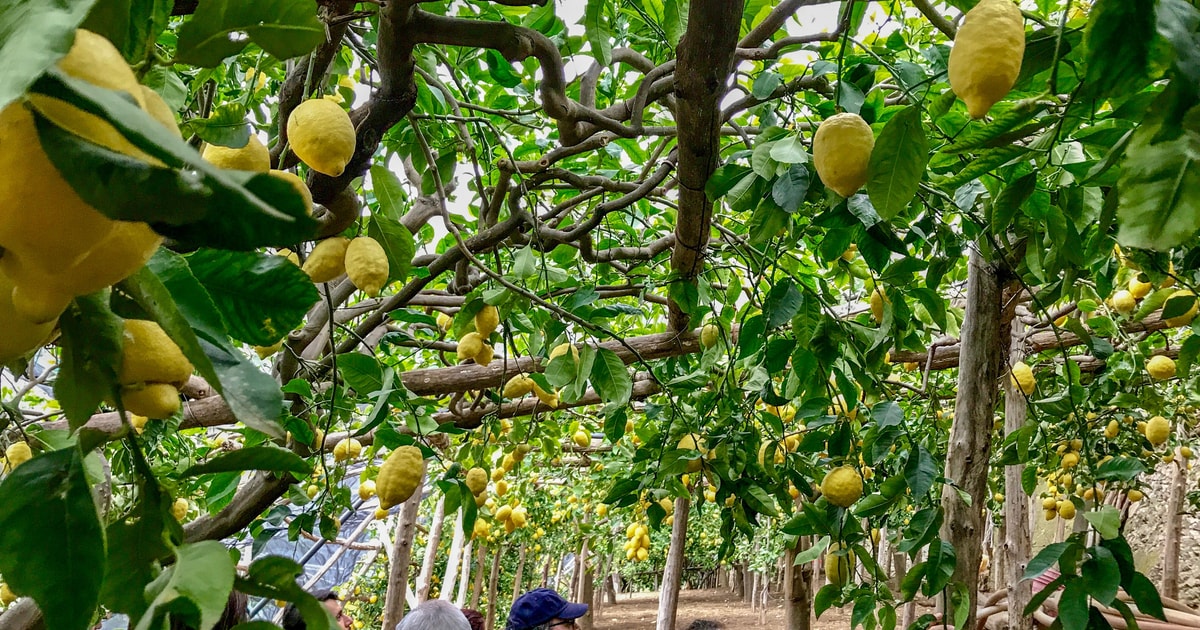 Maiori: Amalfi Coast Path of the Lemon private walking tour | GetYourGuide