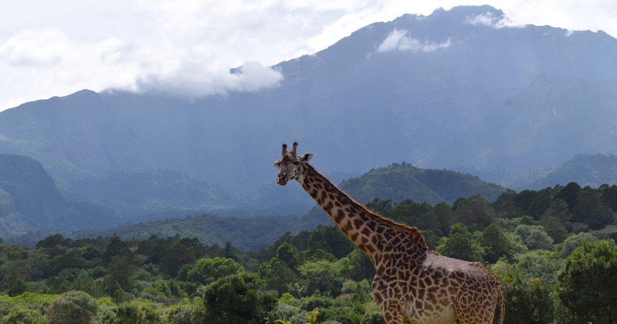 Safari de un día por el Parque Nacional de Arusha | GetYourGuide