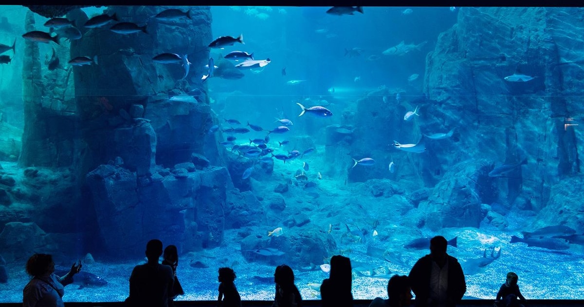 Istanbul: Aquarium Ticket with Shuttle Bus from Sultanahmet | GetYourGuide