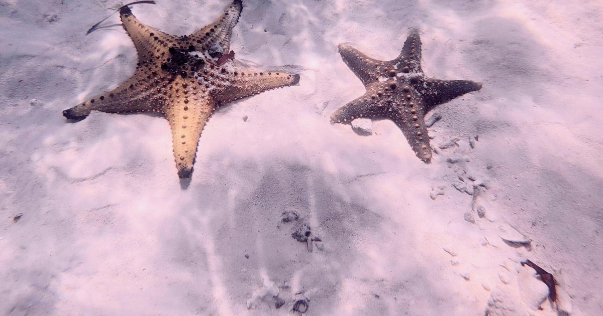 Zanzibar: Seaweed Farm and Starfish Tour | GetYourGuide