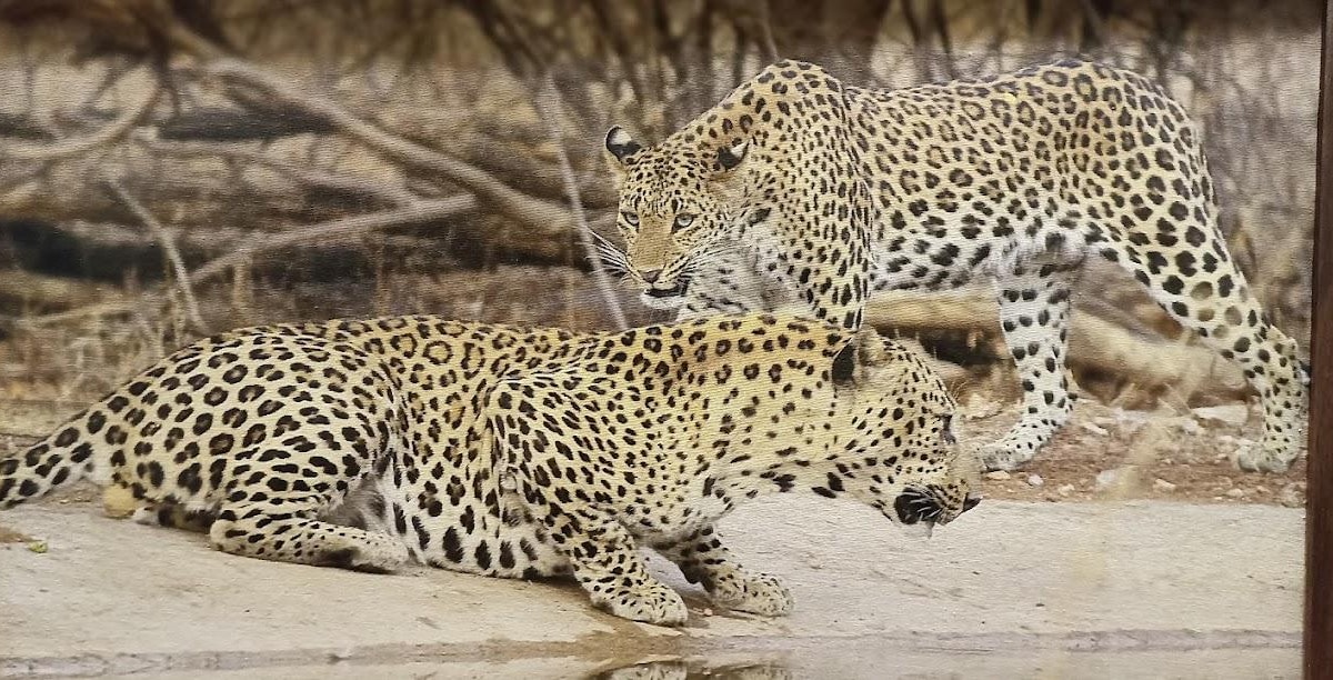 Jhalana Leopard Safari | GetYourGuide