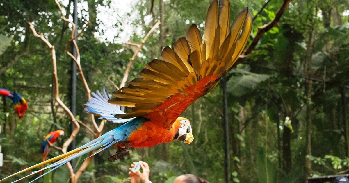 Visita guiada al Parque de las Aves - Visita VIP | GetYourGuide
