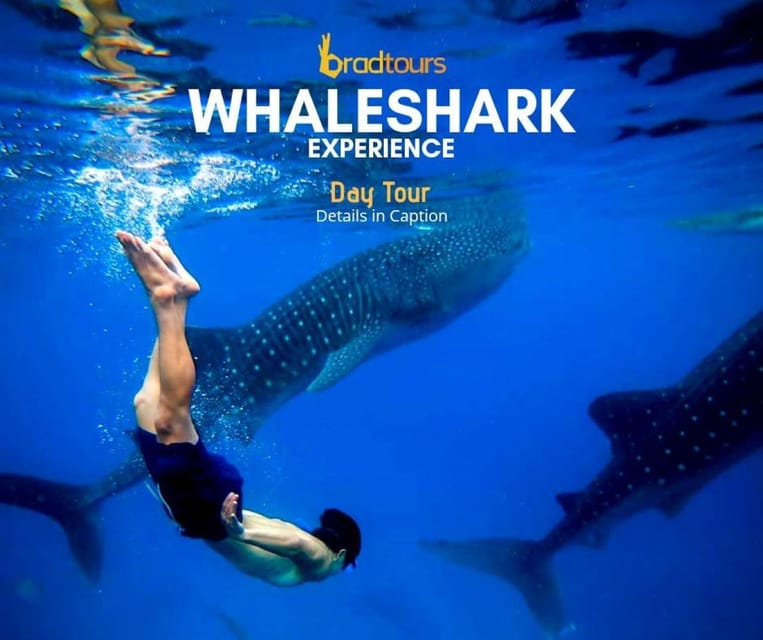 Oslob Cebu Whaleshark Watching Adventure | GetYourGuide