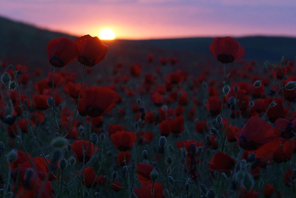 Tema de Escritorio de Windows - Campos de amapolas de Tashkent ...