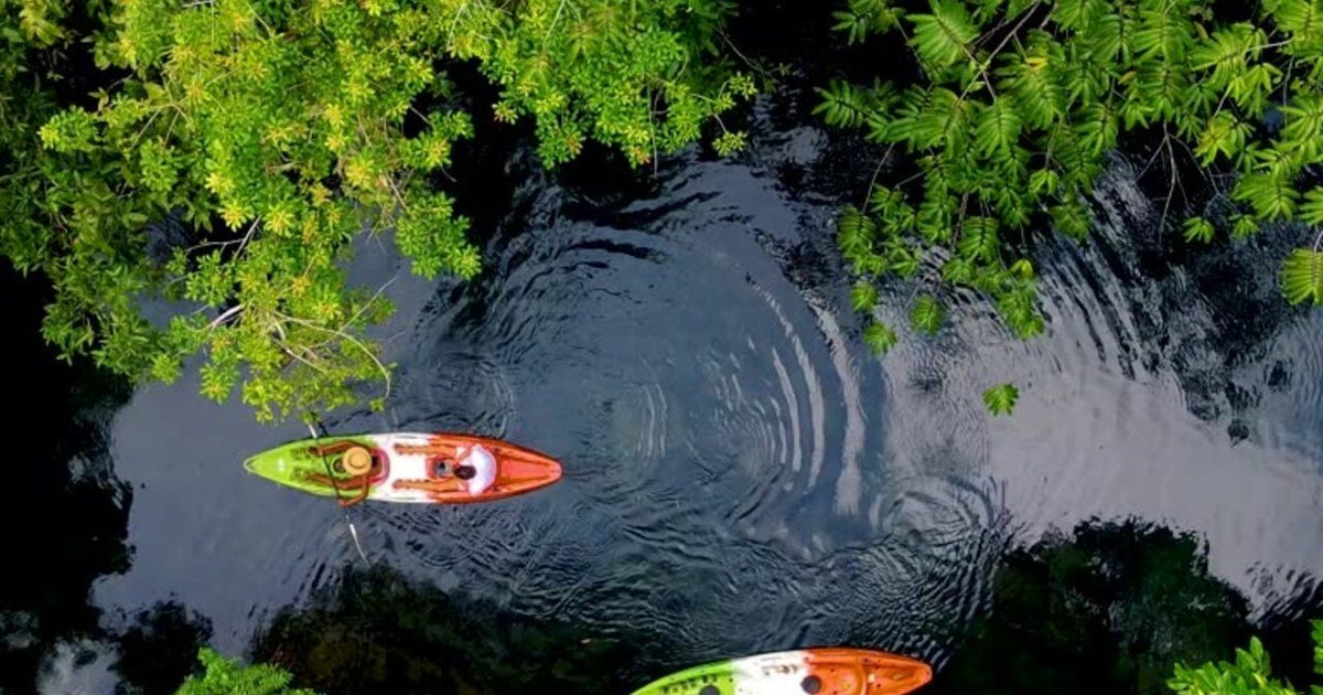 Zanzibar: Mangrovekajak-tur med guide på Uzi Island | GetYourGuide
