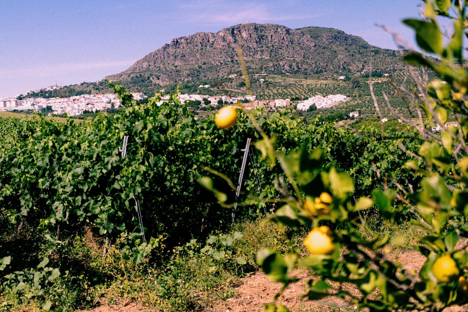 Day trip from Malaga: Wine Tasting and Vineyard Experience | GetYourGuide