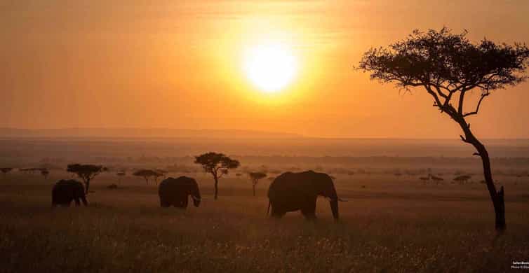 6-daagse gorilla- en wildlife-safaritocht | GetYourGuide