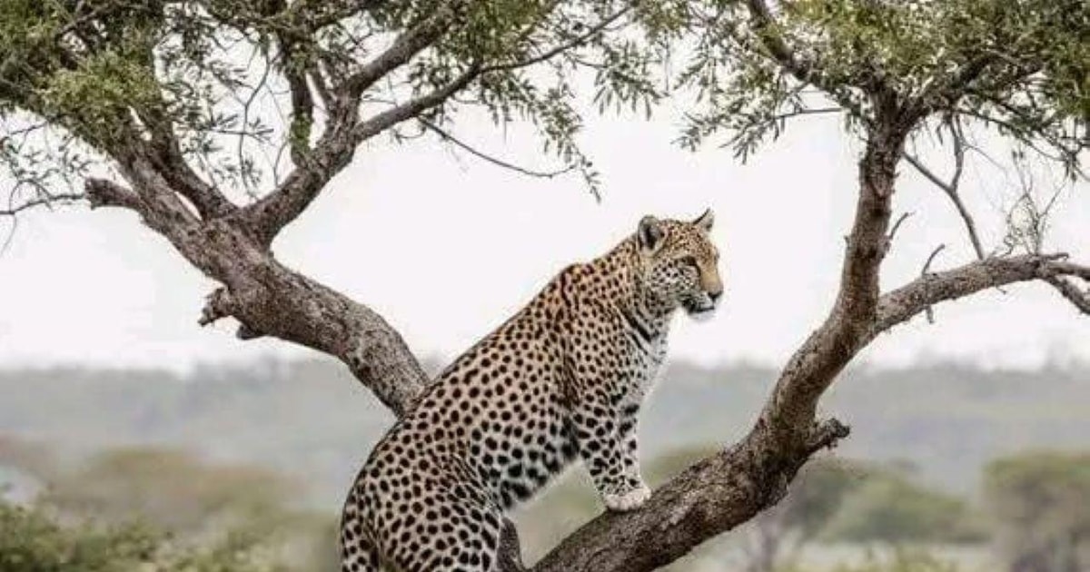 From Nairobi: 3-Day Sibiloi National Park & Koobi Fora Tour | GetYourGuide