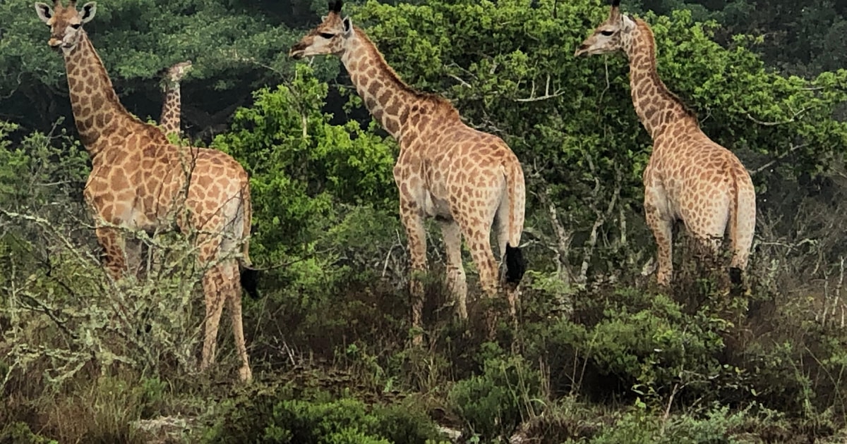 Safari de un día por el Parque Nacional de Maputo | GetYourGuide