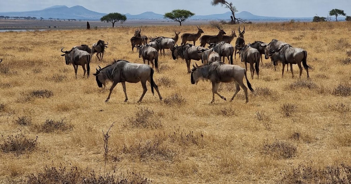 Třídenní výlet do Arushy, Tarangire a k vodopádu Materuni | GetYourGuide