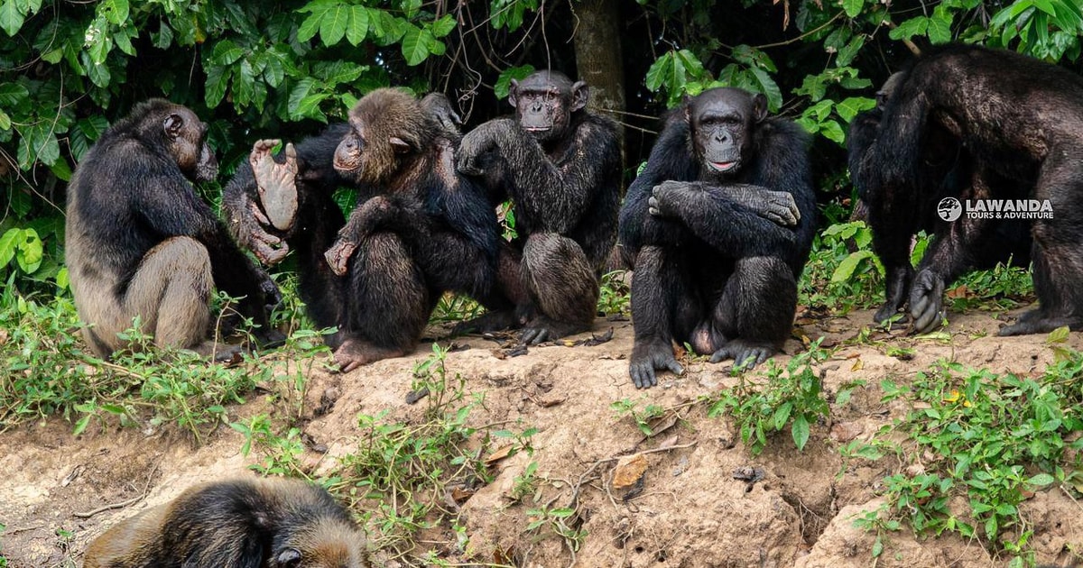 The Planet of the Chimpanzees: Navigation & meeting at the Tchimpounga ...