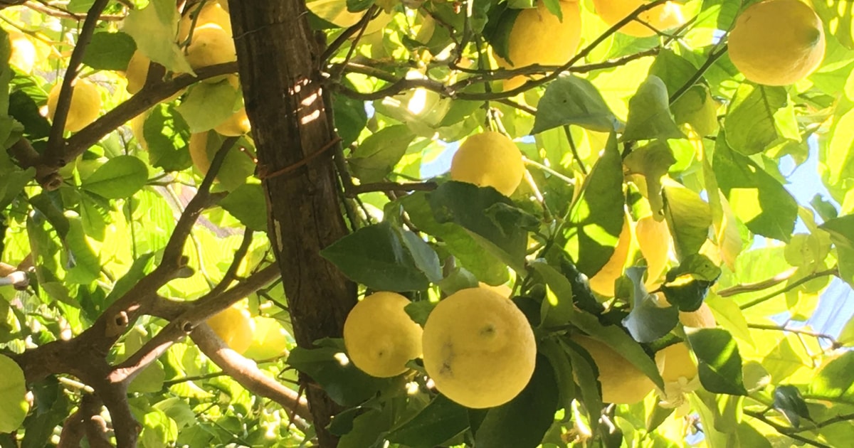 Amalfi Organic Lemon Tour & Tasting in the Historical Garden | GetYourGuide