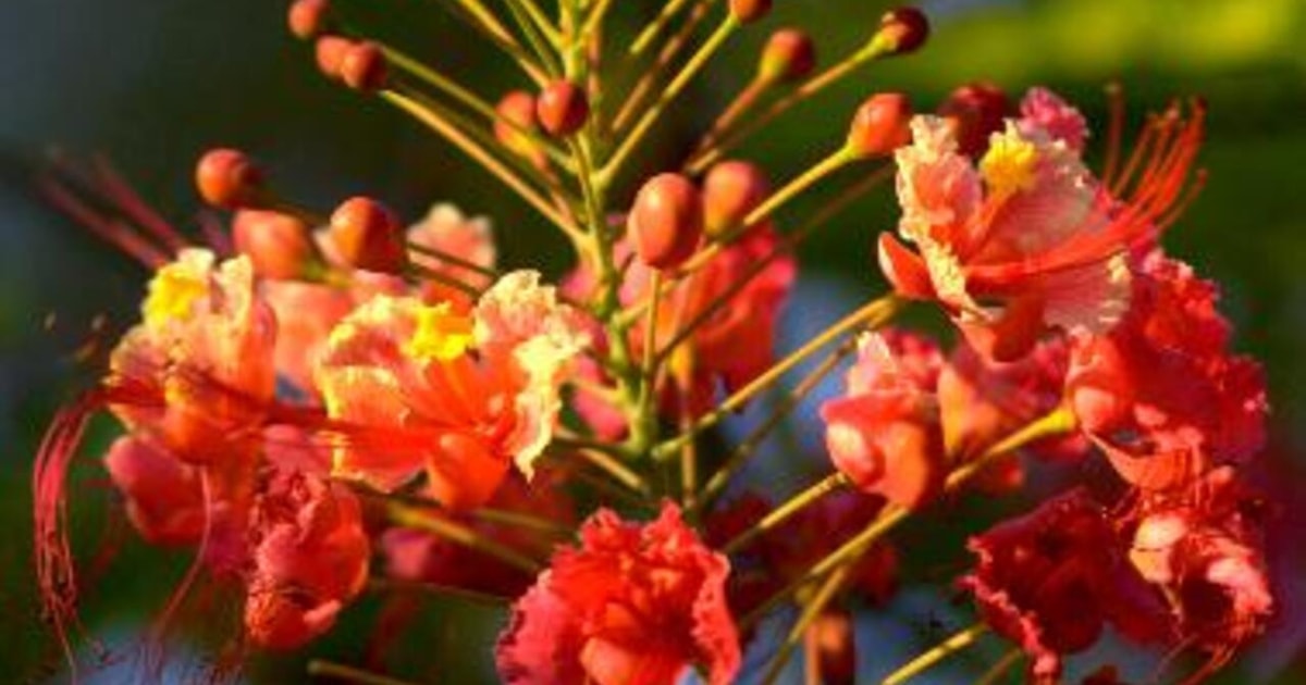Zanzibar: Flower Garden and Coffee Plantation Tour | GetYourGuide