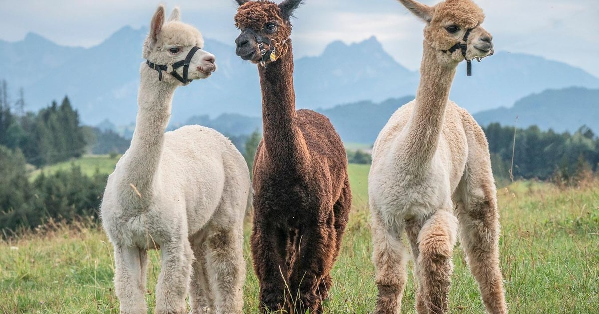Allgäu: Alpaka Hiking Tour 2,5 Hours | GetYourGuide