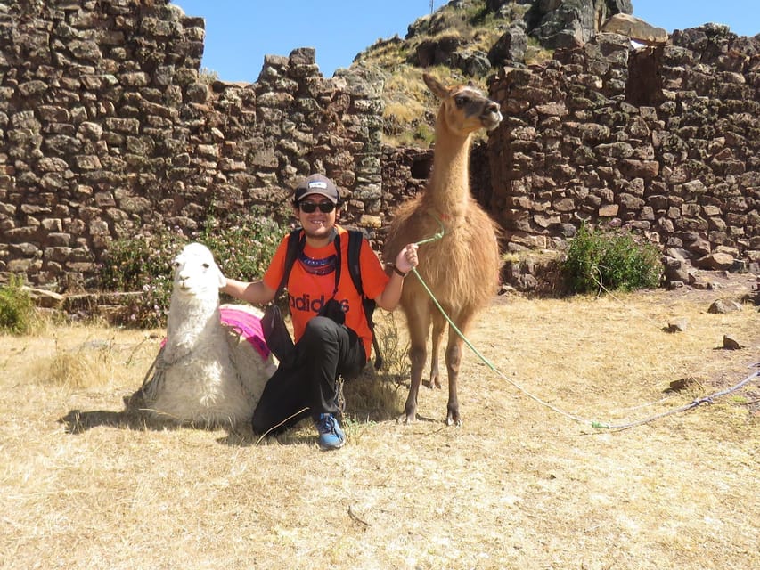 Vanuit Cusco: Lama trektocht | GetYourGuide