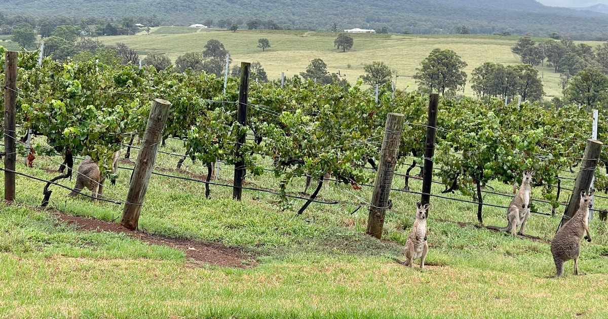 Degustazione dei vini della Hunter Valley | Tour privato di un giorno ...
