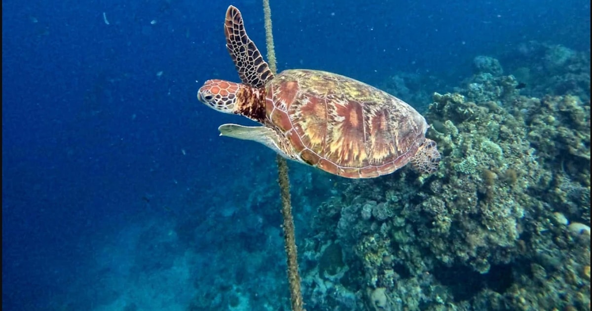 Cebu: Kawasan Canyoneering & Sardines Run and Turtle Chase | GetYourGuide