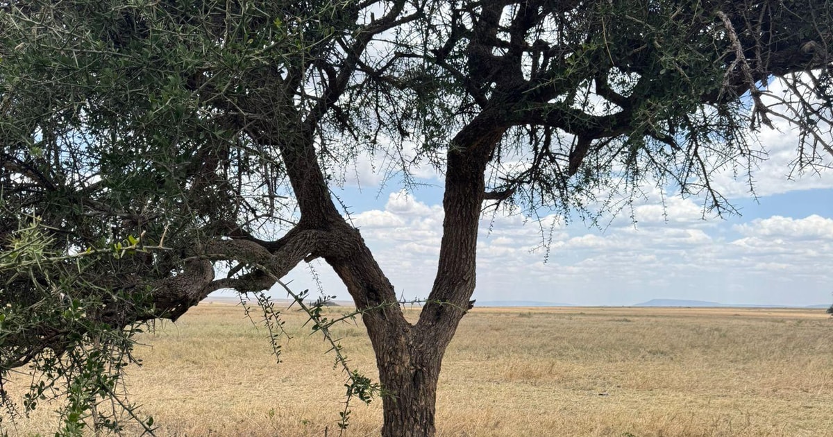 Arusha: wycieczka 1-dniowa do krateru Ngorongoro z lunchem | GetYourGuide