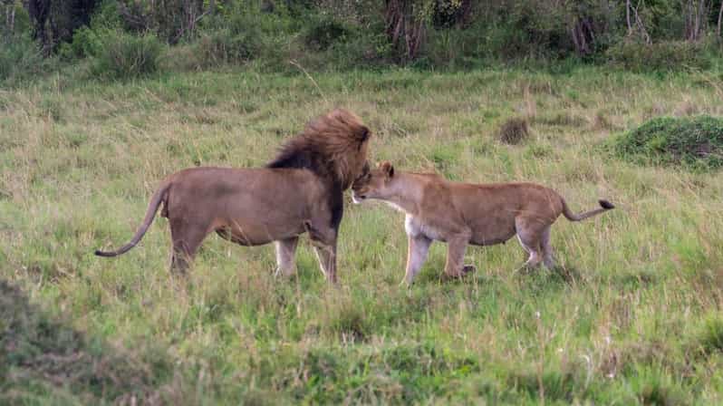 3 Days famous maasai mara safari | GetYourGuide