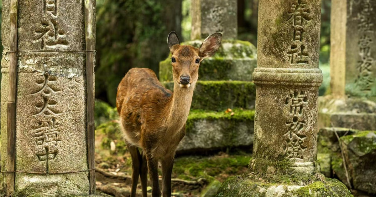 1 Day Osaka to Nara: escape to find peace with temple & deer | GetYourGuide