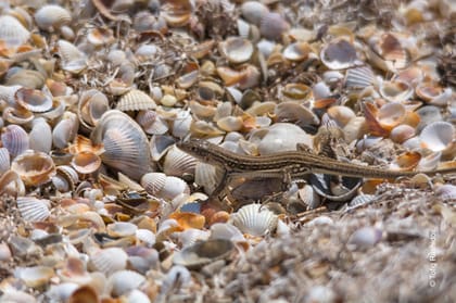 Baku's Hidden Gems: Absheron and Balakhani Half-Day Tour | GetYourGuide