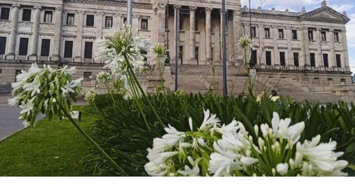 Private Tour in Montevideo with a Local – Urban Heart Tours | GetYourGuide