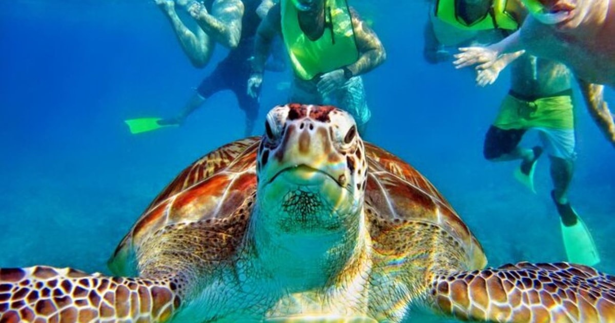 Tulum:Private Mayan Ruins & Swimming with Turtles Experience | GetYourGuide