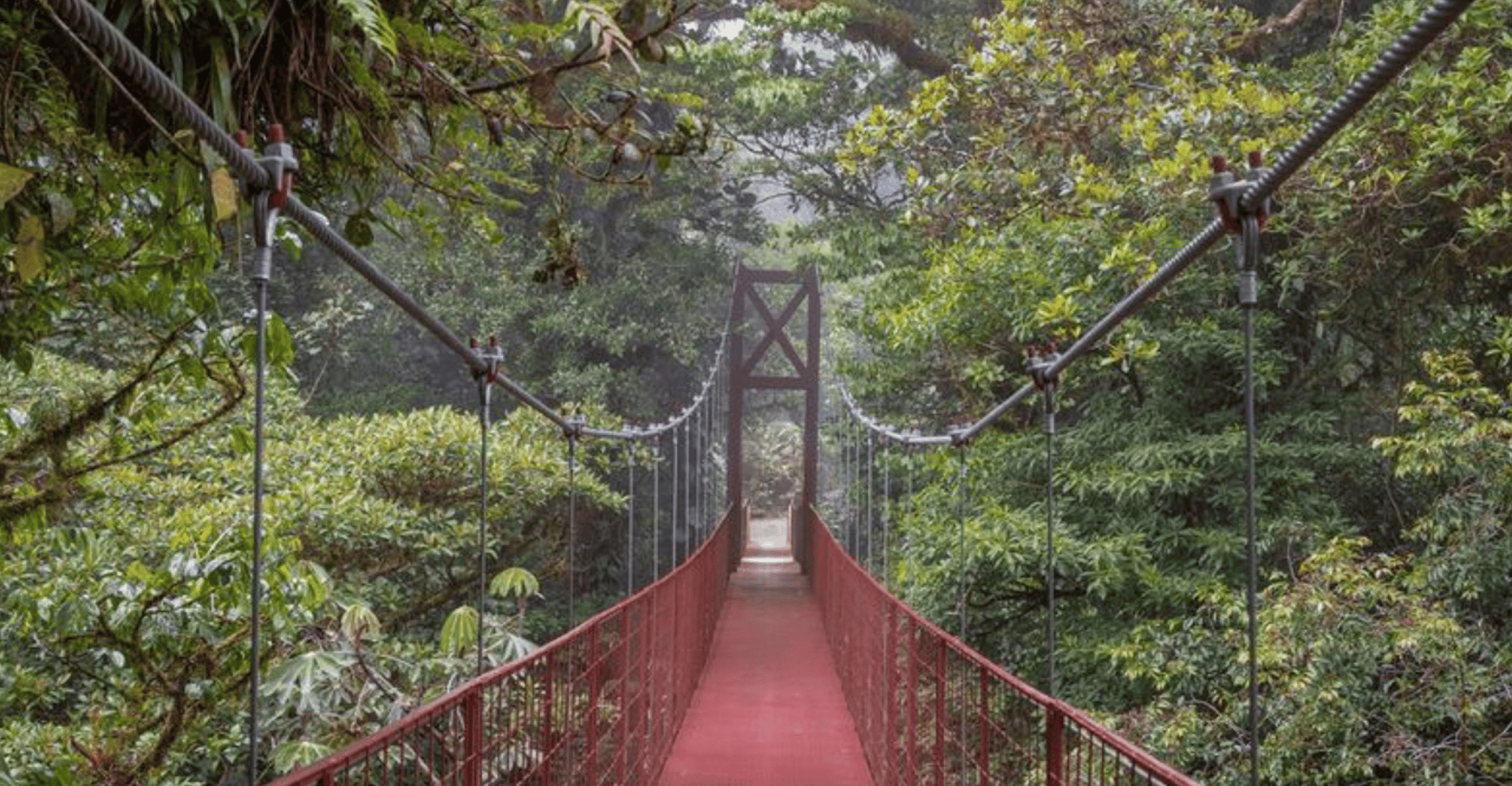 From San José, Monteverde Hanging Bridges & Santa Elena Tour | Day Trip ...
