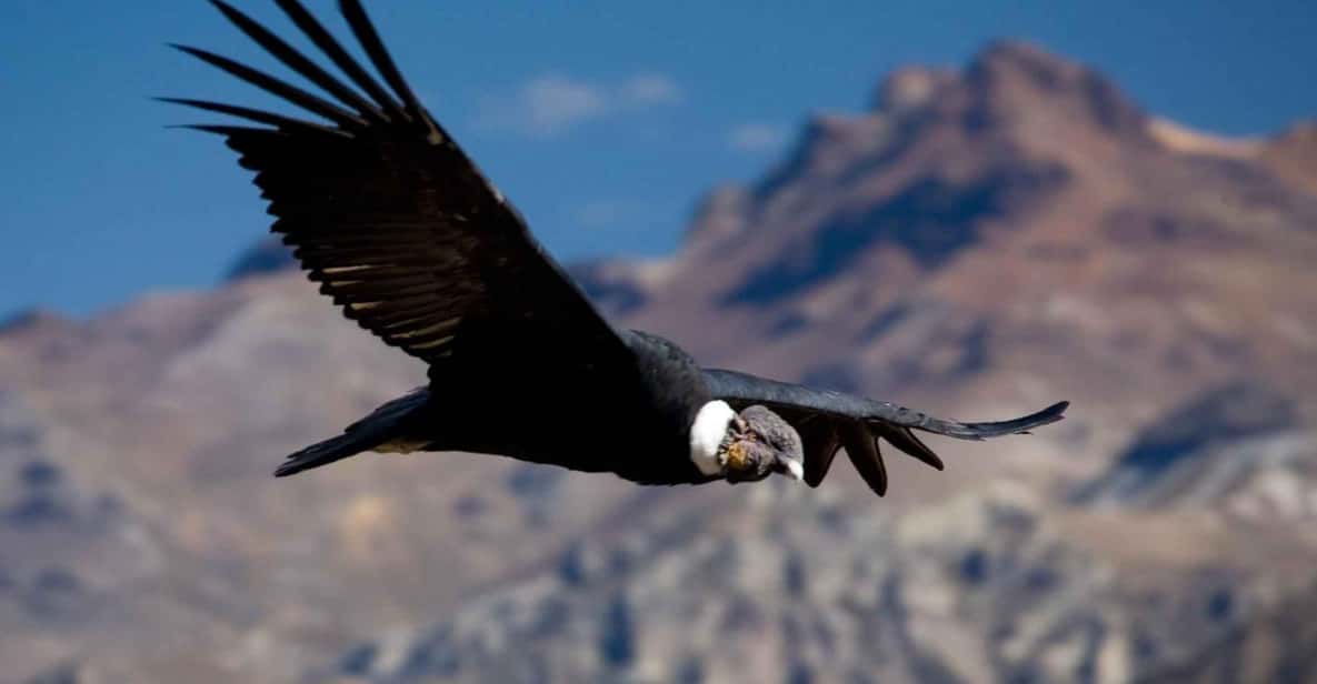 Arequipa:Colca Canyon 1Day Guided Tour| Flight of the Condor | GetYourGuide
