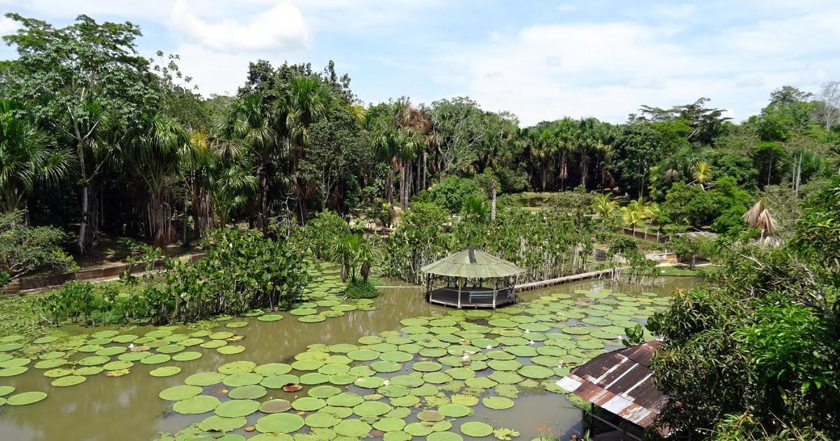 excursión de un día por el río amazonas. | GetYourGuide