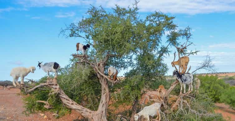 Agadir city tour : Taste argan Oil and gotes in argan trees | GetYourGuide