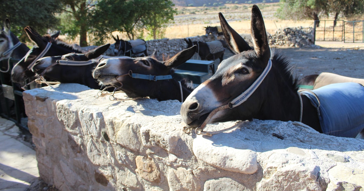 Paphos/Limassol: Excursión de un día a una granja de burros con comida ...