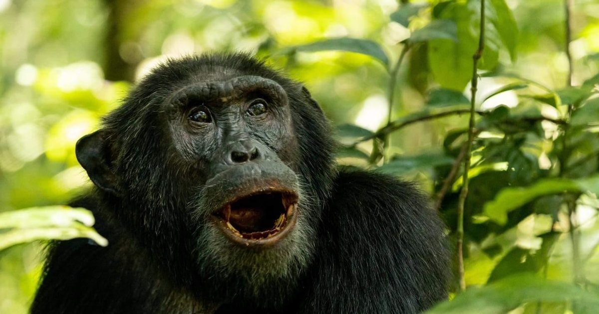 Scimpanzé di 5 giorni e safari in Uganda | GetYourGuide