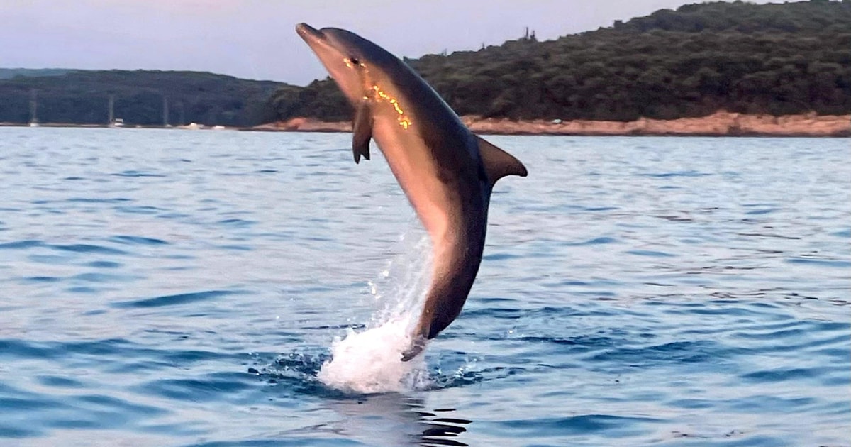 Tour privado con delfines al atardecer en Rovinj | GetYourGuide