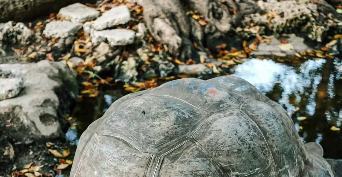 From Stone Town: Private Changuu Prison Island Tour | GetYourGuide