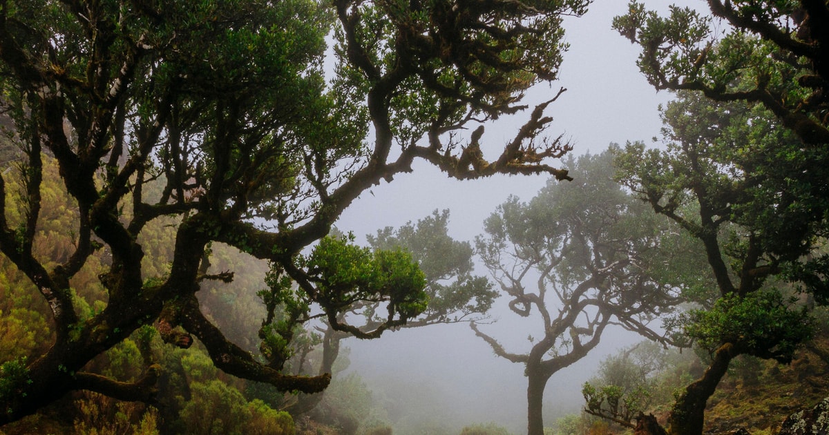 Madeira: PR 18 - Escursione a Levada do Rei con trasferimento e ...