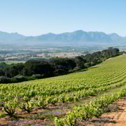 Full day Winelands Tour | GetYourGuide