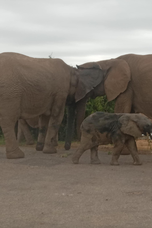 Addo Elephant Park et Schotia Private Game Reserve. | GetYourGuide