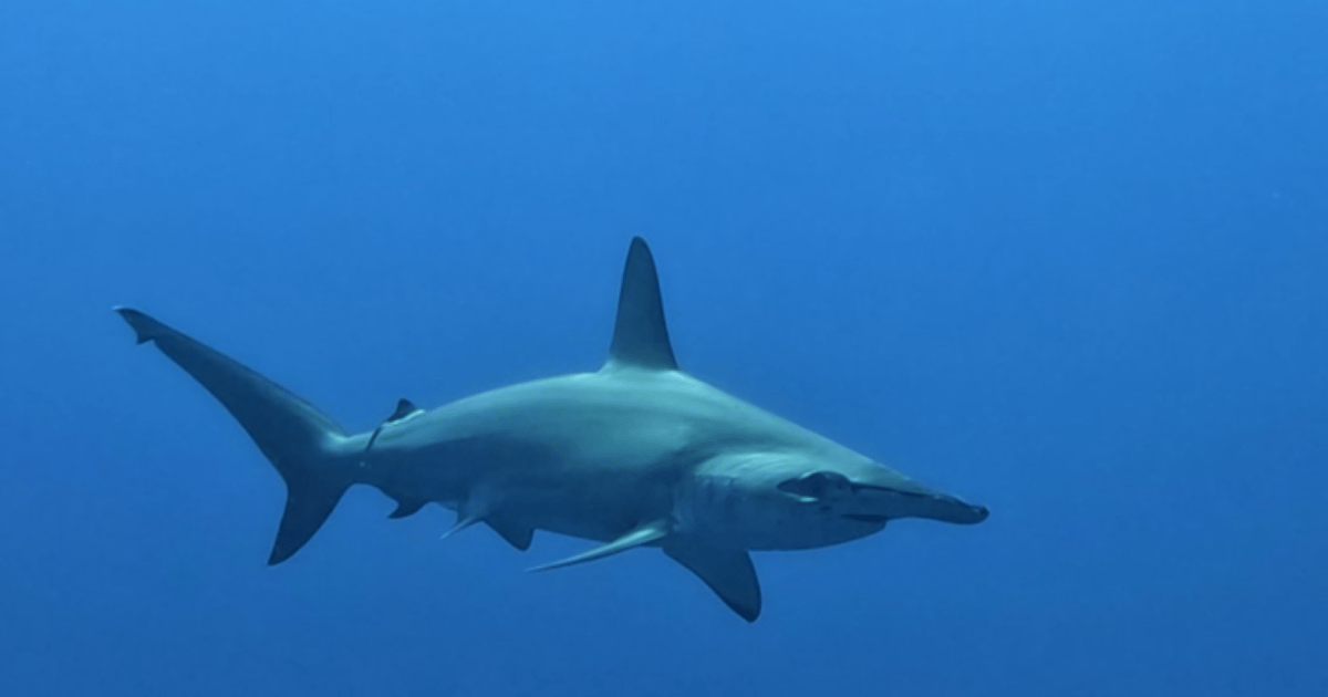 Cabo San Lucas: Aventura de snorkeling cu rechini | GetYourGuide