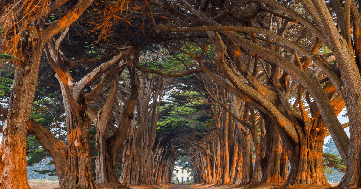 Costa Nacional de Point Reyes: Aventura panorámica en coche | GetYourGuide