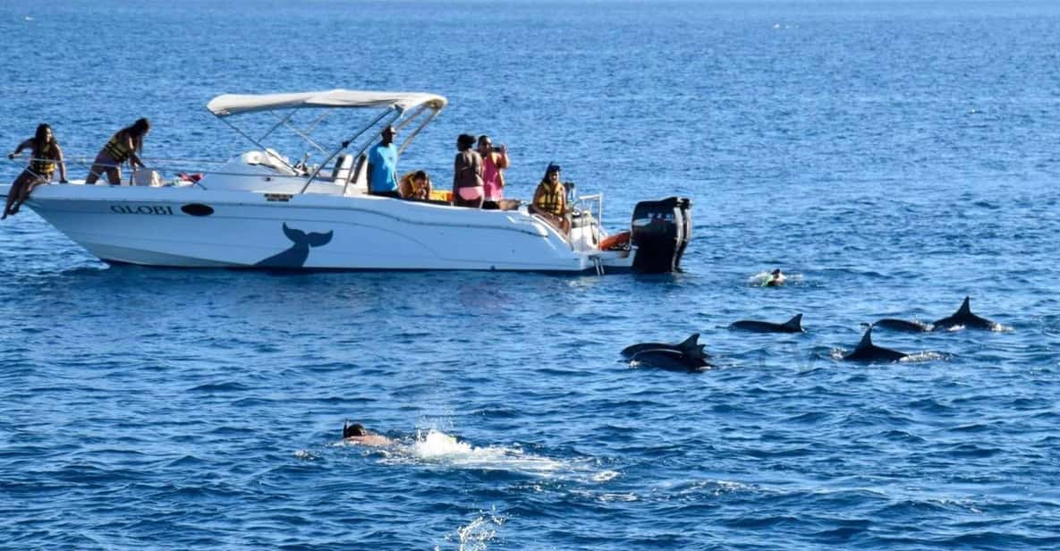 Mauritius: Dolphin trip | GetYourGuide