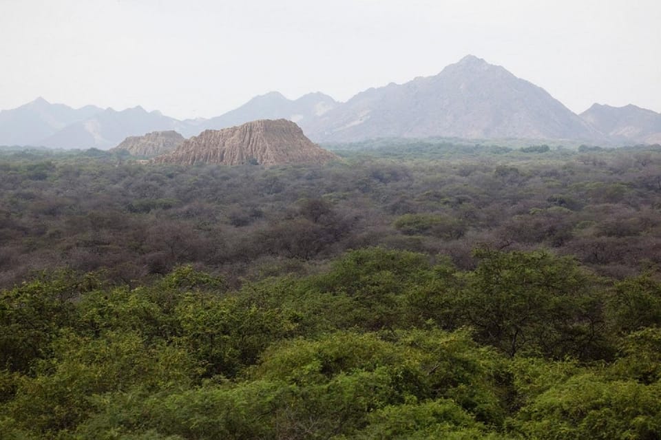 Chiclayo: Pomac Forest Historic Sanctuary & Sican Museum | GetYourGuide