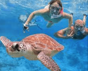 Snorkel With Turtles - Green Cay, Nassau Bahamas | GetYourGuide