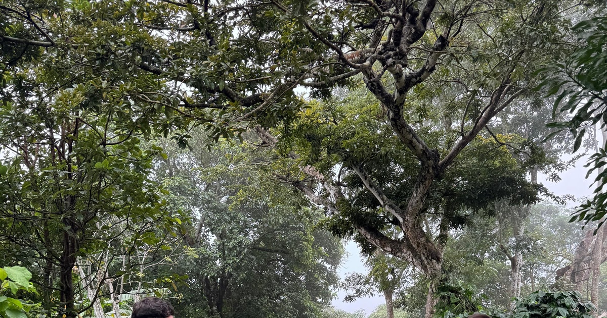 Zagala Nueva: Coffee Tour with Coffee Tasting | GetYourGuide