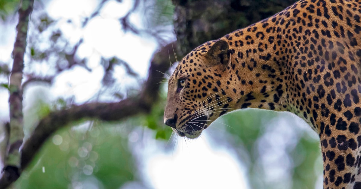 Wycieczka safari po Parku Narodowym Wilpattu | GetYourGuide Wycieczka safari po Parku Narodowym Wilpattu | GetYourGuide
