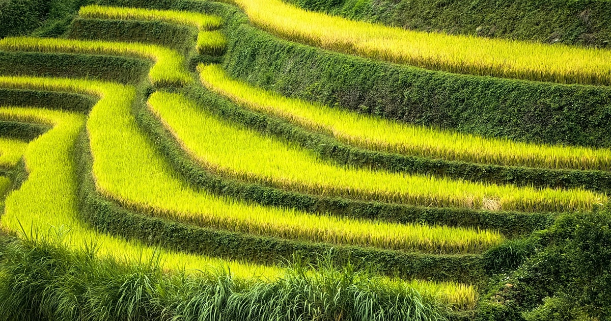 Z Hanoi: 2-dniowa wycieczka do Mu Cang Chai i na przełęcz Khau Pha ...