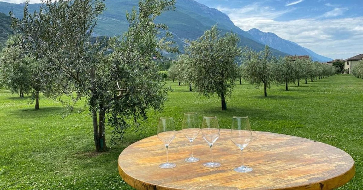 Lago di Garda: Visita alle cantine con degustazione di vino e olio d ...