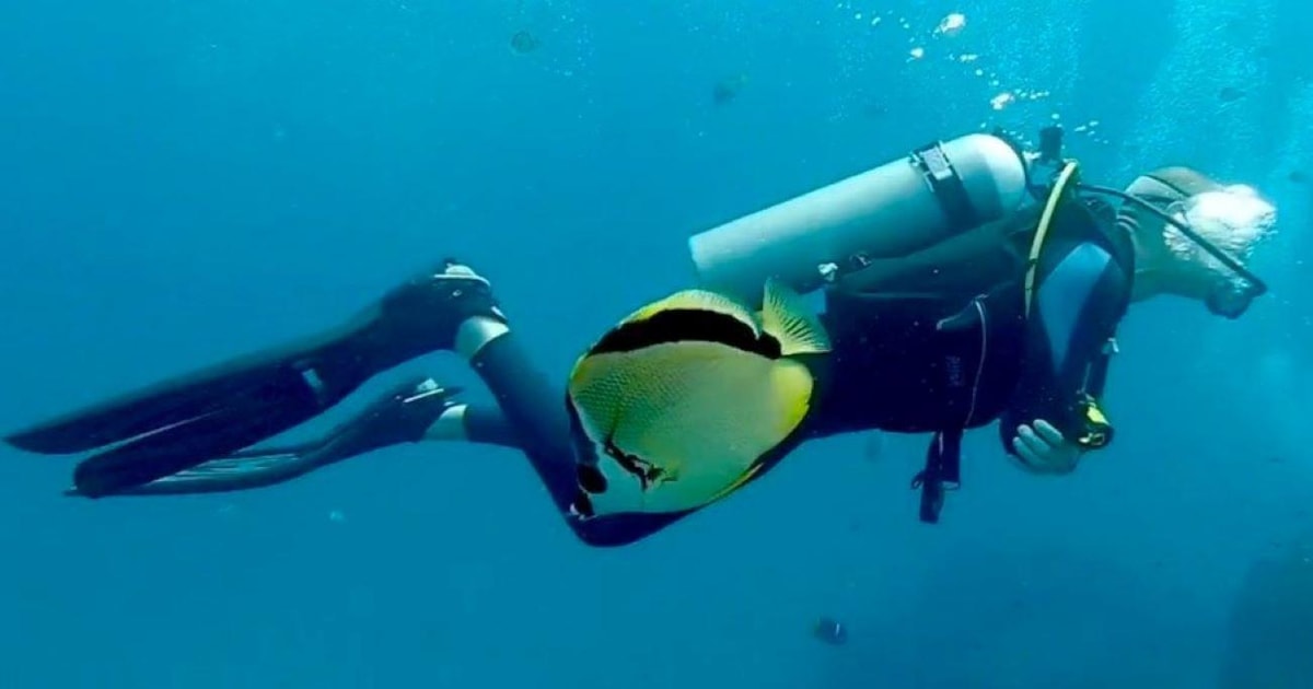 Cabo San Lucas Corridor: SCUBA Dive x2 Tanks | GetYourGuide